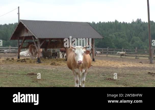 Farm with cows Stock Videos & Footage - HD and 4K Video Clips - Alamy