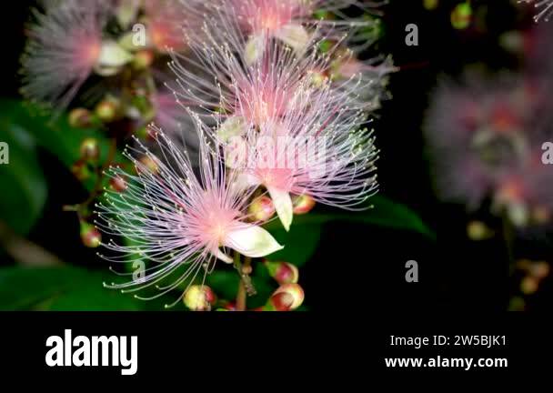 Barringtonia racemosa (L.) Spreng. Freshwater mangrove, Cornbeefwood ...