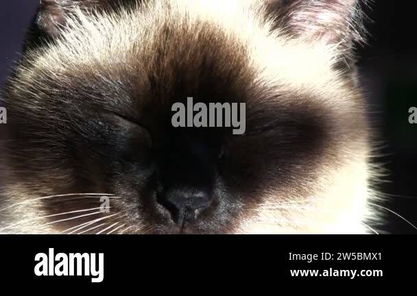 Siamese cat meow Stock Videos & Footage - HD and 4K Video Clips - Alamy