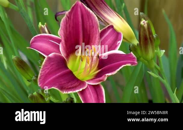 Diploid daylily Stock Videos & Footage - HD and 4K Video Clips - Alamy