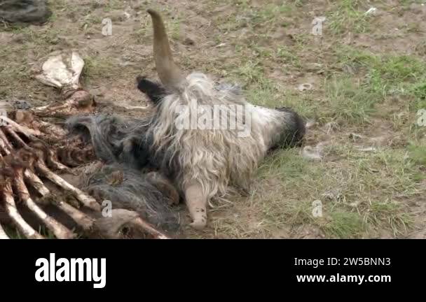 Old Dead Animal Carcass That Died Naturally.Carrion putrefaction decay ...