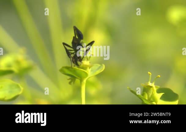 Hymenoptera: Ichneumonidae and Braconidae. Insect in extremely long ...