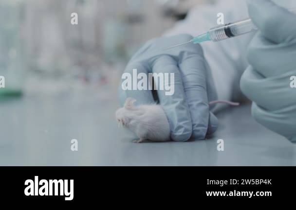 White lab rat Stock Videos & Footage - HD and 4K Video Clips - Alamy