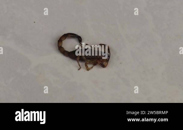 Fight or flight response animal Stock Videos & Footage - HD and 4K ...