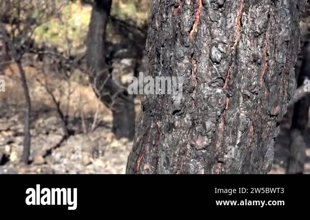 Burnt to a cinder Stock Videos & Footage - HD and 4K Video Clips - Alamy