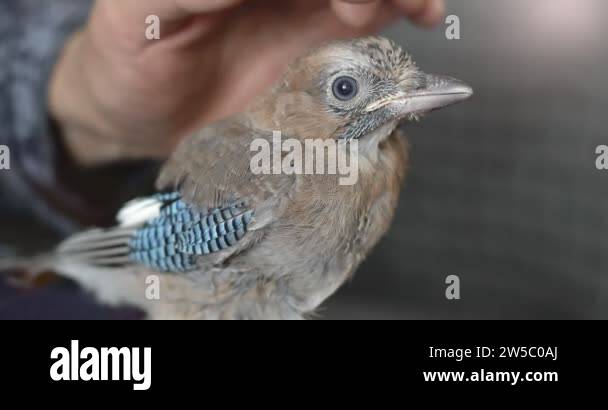 On a knee Stock Videos & Footage - HD and 4K Video Clips - Alamy