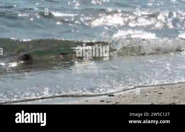 Waves run over the sandy shore of the sea, the ocean. Sunlight is ...