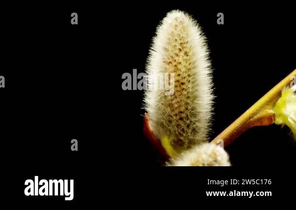 Willow catkins bloom Stock Videos & Footage - HD and 4K Video Clips - Alamy