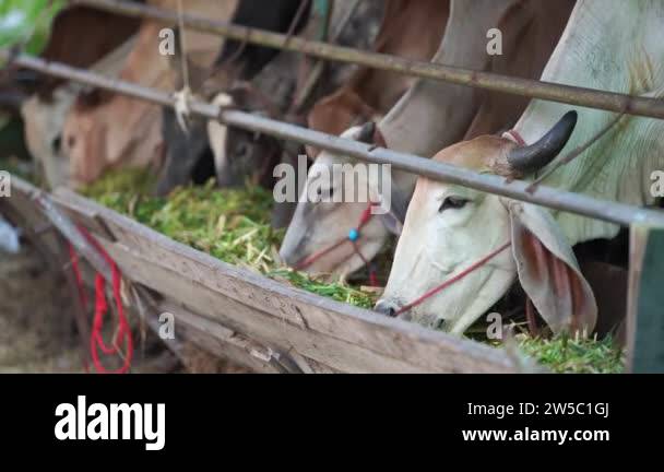 Thailand farm house Stock Videos & Footage - HD and 4K Video Clips - Alamy