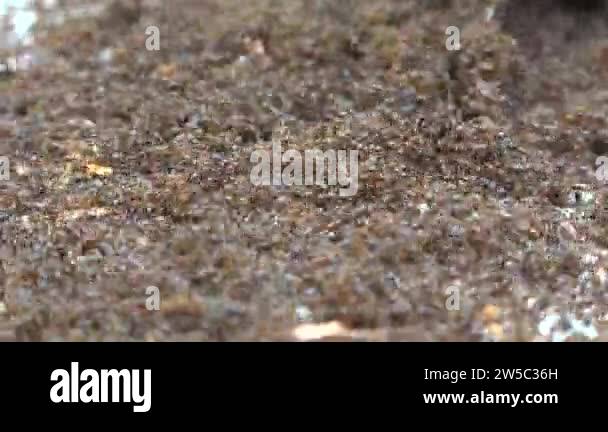 Ants Swarm Covering The Entire Surface.Congested dense crowded ant ...