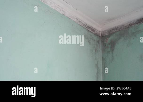 Indoor mold growth. Toxic black mold in a building. Condensation on ...