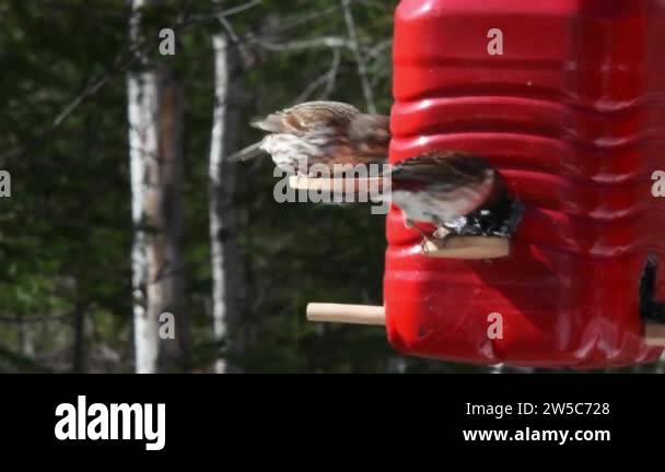 The red sparrows Stock Videos & Footage - HD and 4K Video Clips - Alamy