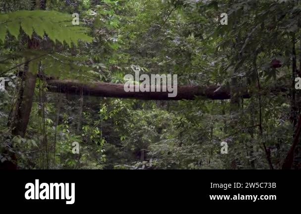 Fallen trunk become a log bridge over dense foliage tree in tropical ...