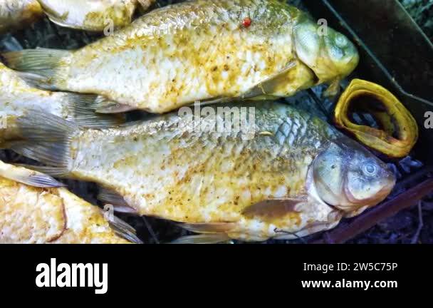 Baked fish smoked Stock Videos & Footage - HD and 4K Video Clips - Alamy