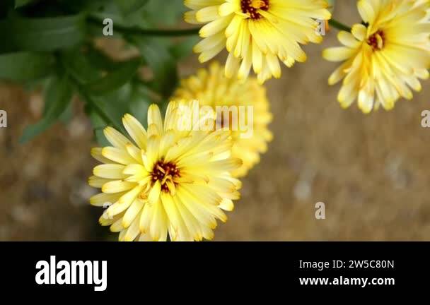 Bush variety calendula. Calendula grows in a flower bed in the garden ...