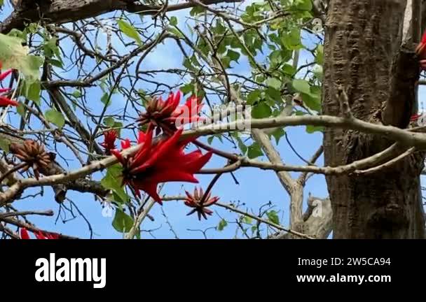 Tiger claw tree Stock Videos & Footage - HD and 4K Video Clips - Alamy