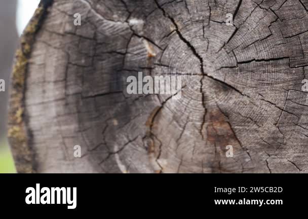 Larch tree wood texture Stock Videos & Footage - HD and 4K Video Clips ...