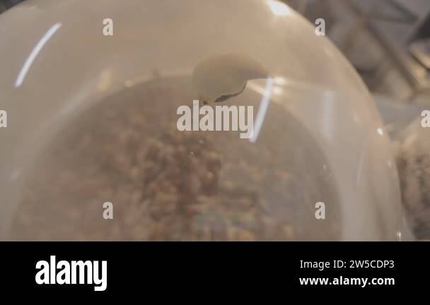 Extraction of mucin from snails. The modern method of snail extraction ...