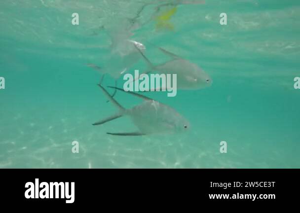 Palometa Jack fish in shallow water near Cancun, Mexico Stock Video ...
