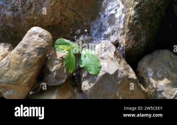 Water falls on rocks and a green tree branch. A strong stream of a ...