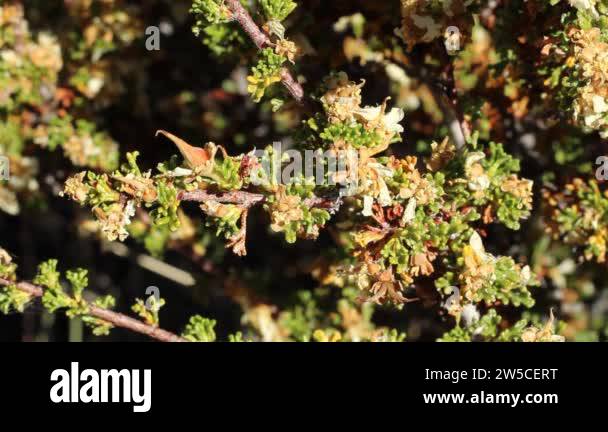 Desert bitterbrush Stock Videos & Footage - HD and 4K Video Clips - Alamy