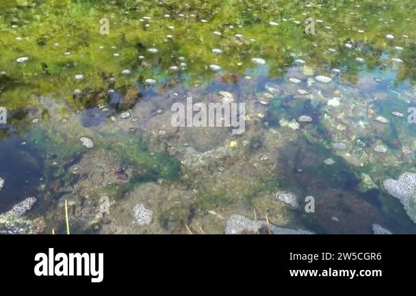 Thermophilic algae Stock Videos & Footage - HD and 4K Video Clips - Alamy