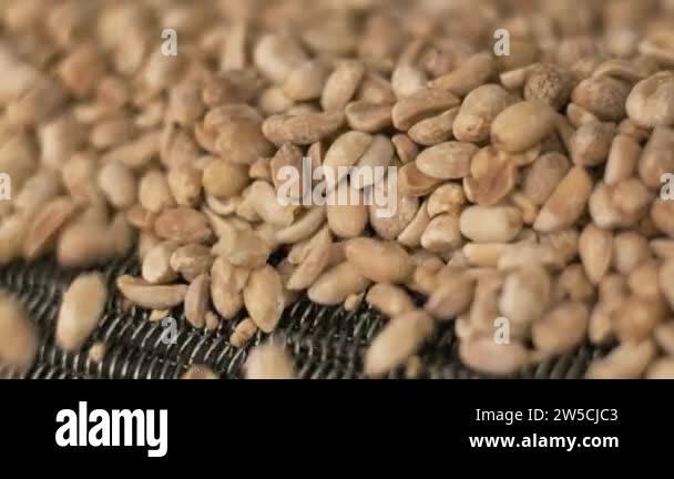 Roasting peanuts. Sorting operations in nuts factory. Roasted peanut ...