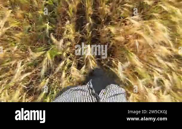 Legs of agronomist in boots stepping through the ripe barley stems at ...