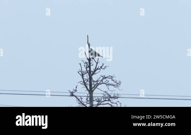 Raven in dead pine Stock Videos & Footage - HD and 4K Video Clips - Alamy