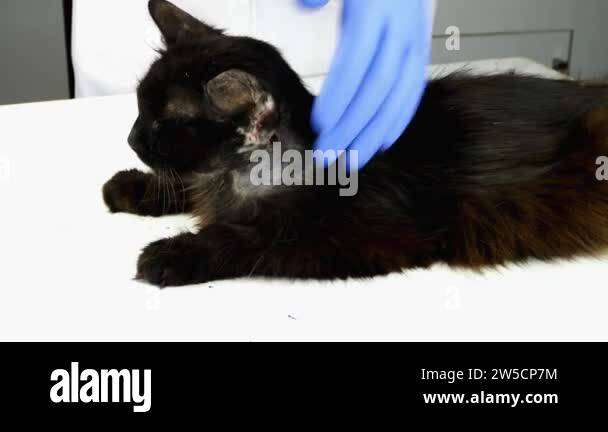 Veterinarian or volunteer examined with stethoscope health of shabby ...