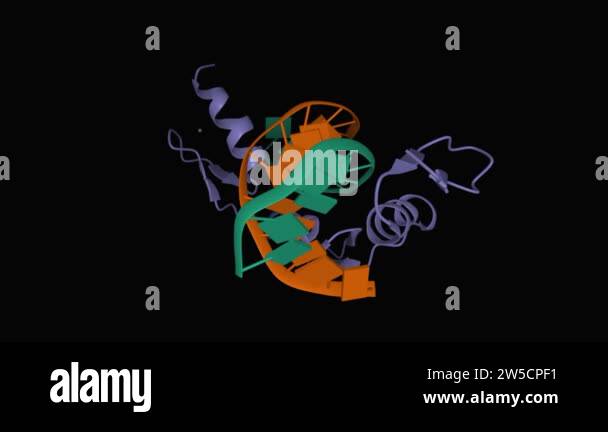 ZIF268 zinc finger-DNA complex, animated 3D cartoon model, black ...