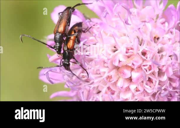 European longhorn beetles Stock Videos & Footage - HD and 4K Video ...