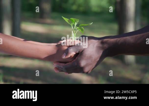 Saving nature, african man and female holds a small flower plant in her ...