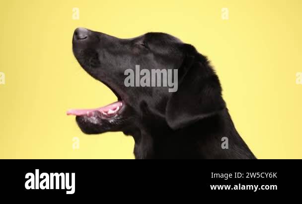 side view of lovely little Labrador retriever puppy sticking out tongue ...