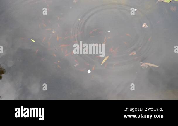 Feeding little fish with pieces of bread. Fish eating food in pond ...