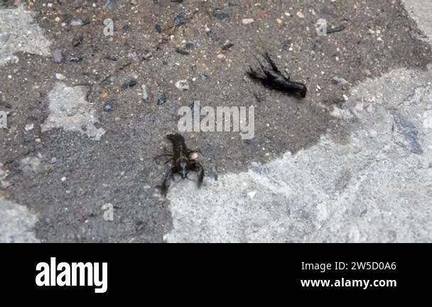 Ground crayfish Stock Videos & Footage - HD and 4K Video Clips - Alamy