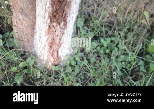 Fruit tree management Stock Videos & Footage - HD and 4K Video Clips ...