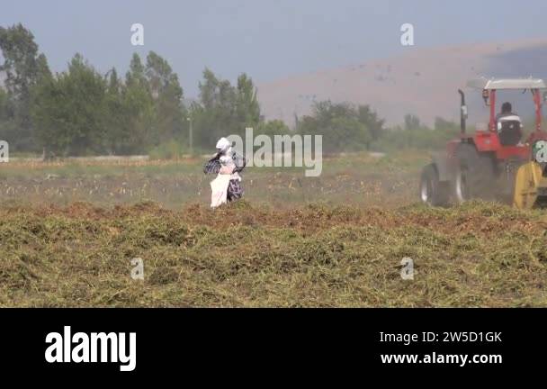Female worker working in the field under extreme hot weather. Woman ...