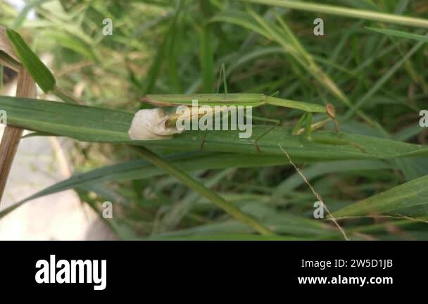 female praying mantis laying egg sacs on the blade of grass Stock Video ...