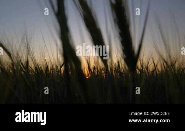 Dawn sunset in a field with a harvest of grain crops of wheat,barley ...