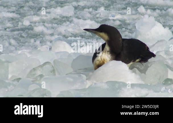 Black-throated loon (Gavia arctica), a bird freezes on floating ice in ...
