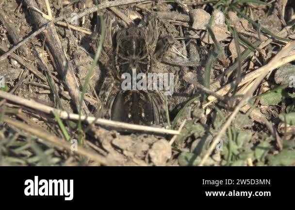 Furry insects Stock Videos & Footage - HD and 4K Video Clips - Alamy