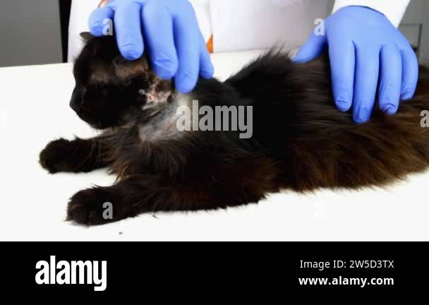 Veterinarian or volunteer examined with stethoscope health of shabby ...