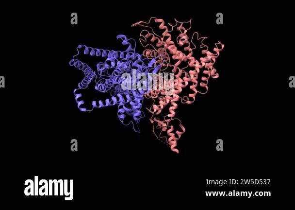 CryoEM structure of the human ClC-1 chloride channel homodimer ...