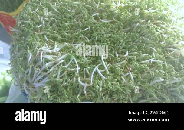 Raw bean sprout Stock Videos & Footage - HD and 4K Video Clips - Alamy