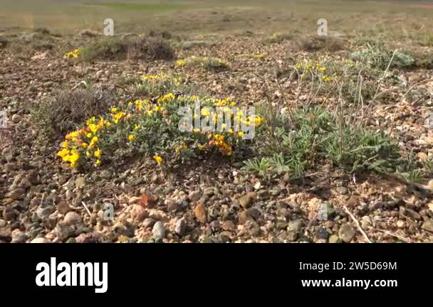Barren Plants and Flowers on Arid Terrestrial Soil Surface. Semi ...