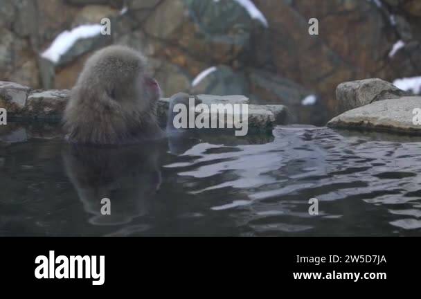 Slow motion of a wild monkey that enters a hot spring. Snow monkey ...