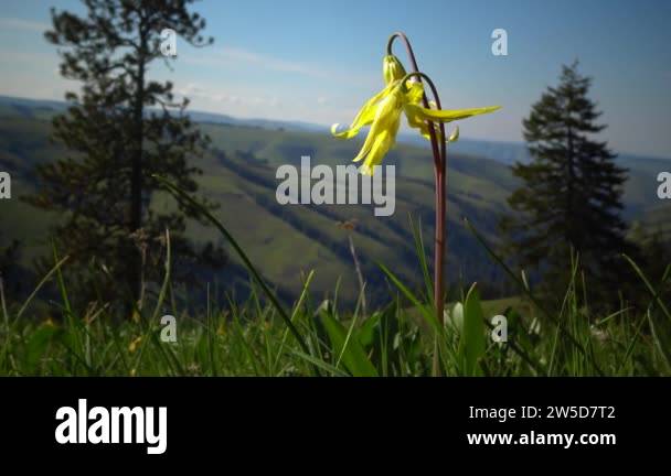 Flora wild flowers Stock Videos & Footage - HD and 4K Video Clips - Alamy