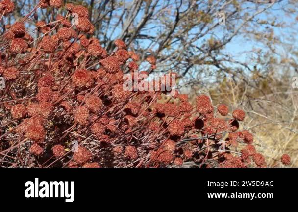 Achene fruit Stock Videos & Footage - HD and 4K Video Clips - Alamy