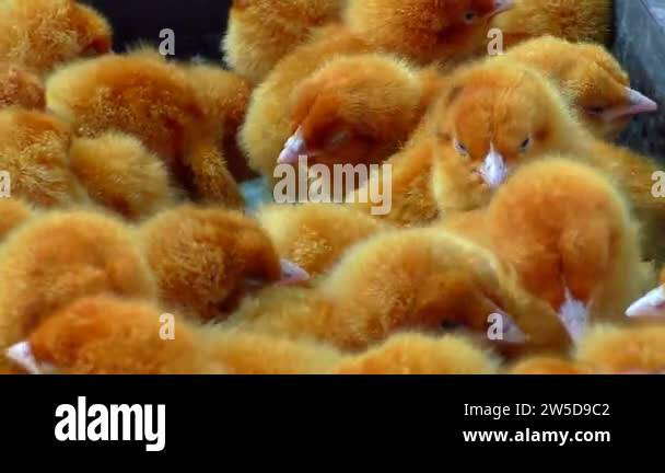 Children breeding Stock Videos & Footage - HD and 4K Video Clips - Alamy